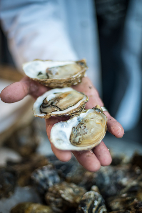 Livraison en gros ou semi-gros de Seiche En direct du bateau